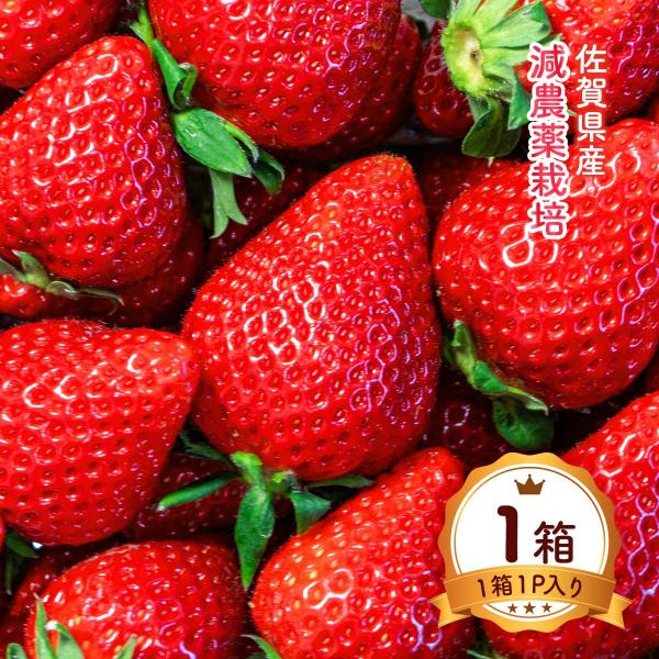 原材料:いちご(佐賀県産)産地:日本内容量:1P温度帯:冷蔵アレルギー表示:なしメーカー名:平川いちご農園  佐賀県東松浦郡玄海町有浦上3333◆商品説明◆※青果の為、生育状況によっては発送時期が前後することがございます。※お届け当日に開封...