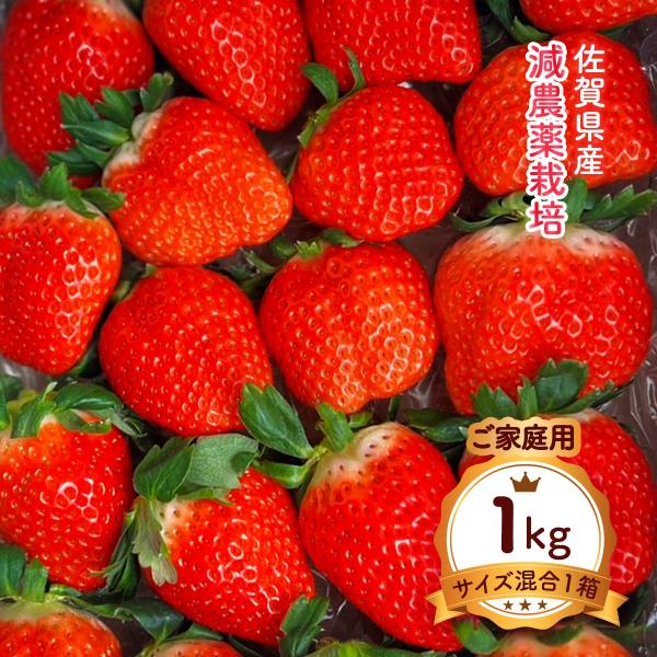 原材料:いちご(佐賀県産)産地:日本内容量:1箱 1kg温度帯:冷蔵アレルギー表示:なしメーカー名:平川いちご農園  佐賀県東松浦郡玄海町有浦上3333◆商品説明◆※青果の為、生育状況によっては発送時期が前後することがございます。※お届け当...