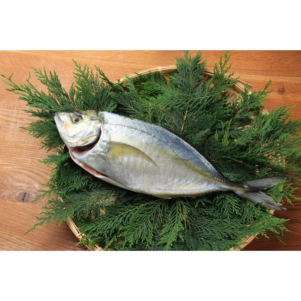 原材料:シマアジサイズ:123×430×60(mm)原産国:日本重量:959(g)内容量:1尾 約1kg~1.3kg(内臓、鱗取り) 温度帯:冷蔵アレルギー表示:なしメーカー名:長崎漁港水産加工団地協同組合  長崎県長崎市三京町646-31...