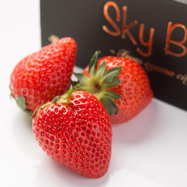 【いちご王国栃木県のスカイベリーは味・見た目・大きさが理想的。】一日数十個しか採れない大きな苺「スカイベリー」が3つ入ったフルーツギフトです。キラキラとしていて宝石のように美しく、見て楽しい、食べておいしいジューシーないちごを宝石箱のような...