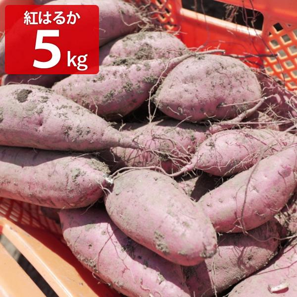 芋匠南橋（みなみはし）がお届けする鹿児島県産のさつまいも「紅はるか Lサイズ 5kg 箱」です。1本あたり約230〜350gのさつまいもが14〜20本程度入っています。芋匠南橋の紅はるかは、錦江湾（きんこうわん）を一望する雄大な自然の中で栽...