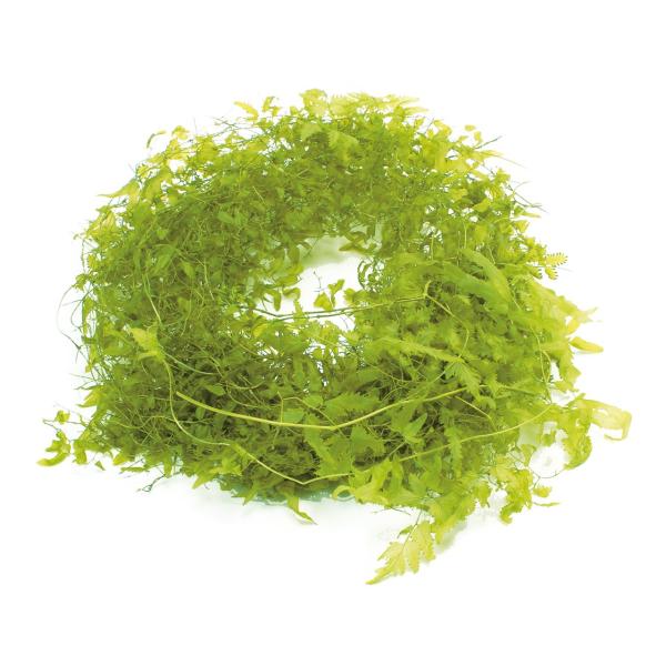 【商品概要】約20g主な素材:天然素材原産国:日本国プリザーブドフラワーグリーン リーフ 実もの 枝もの染料が切り口や表面から漏れることがありますので、直射日光や湿気は避けてください。直射日光や高温多湿の場所は避けてください。屋内装飾用のた...