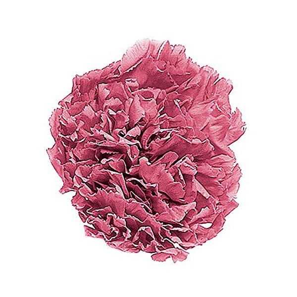 【商品概要】サイズ:30mm?30mm本体重量:約1g/個カラー:チェリーブロッサム内容量:12輪生産国:コロンビア【商品説明】【商品詳細】ブランド：アスク商品種別：ホーム＆キッチン商品名：FLorever プリザーブドフラワー フレッシュ...