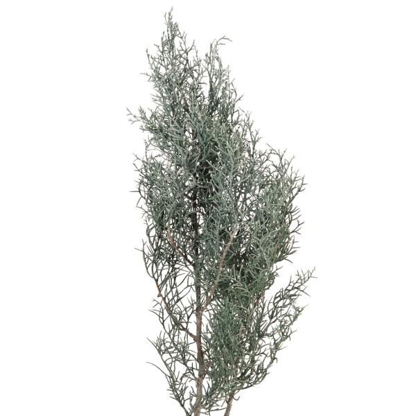 【商品概要】約L35.0~50.0cm主な素材:天然素材原産国:日本国プリザーブドフラワーグリーン リーフ 実もの 枝もの染料が切り口や表面から漏れることがありますので、直射日光や湿気は避けてください。直射日光や高温多湿の場所は避けてくださ...