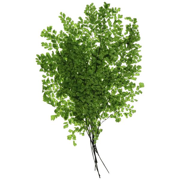 【商品概要】約L18~30cm主な素材:天然素材原産国:日本国プリザーブドフラワーグリーン リーフ 実もの 枝もの染料が切り口や表面から漏れることがありますので、直射日光や湿気は避けてください。直射日光や高温多湿の場所は避けてください。屋内...