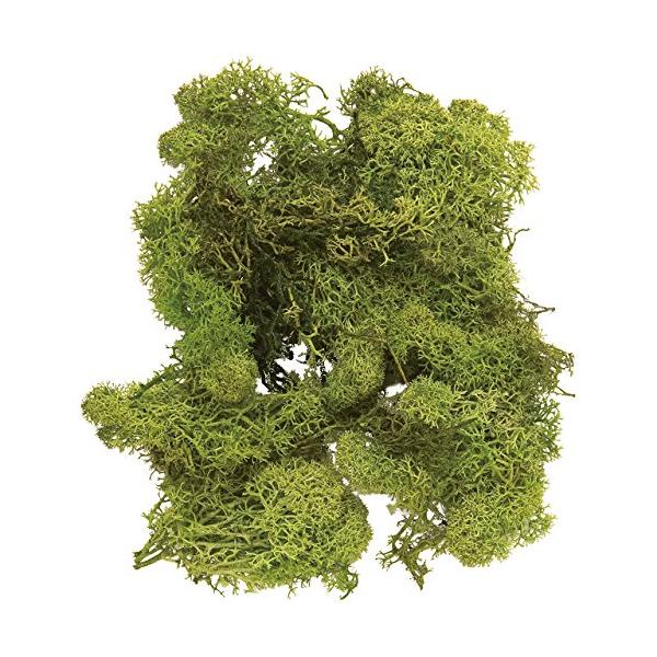 【商品概要】約40g主な素材:天然素材原産国:ノルウェー王国プリザーブドフラワーグリーン リーフ 実もの 枝もの染料が切り口や表面から漏れることがありますので、直射日光や湿気は避けてください。直射日光や高温多湿の場所は避けてください。屋内装...