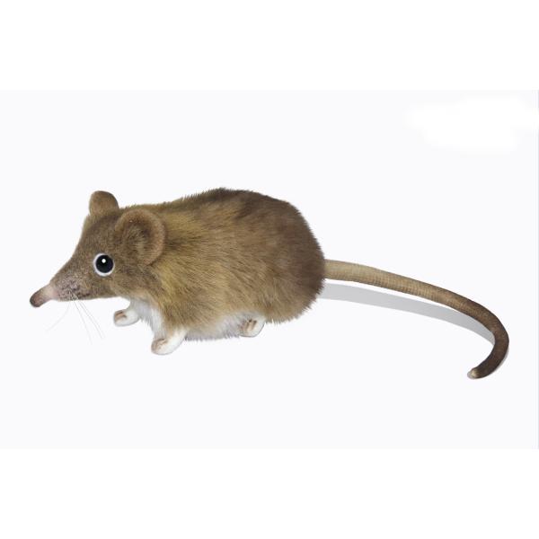【商品概要】商品タイプ：リアルな動物のぬいぐるみ動物：ハネジネズミ【HANSAとは】1972年にオーストラリアで創業して以来、地球上に生息する動物を中心に様々な生物を研究し、細部までリアルに再現したぬいぐるみを製造しております。すべてのHA...
