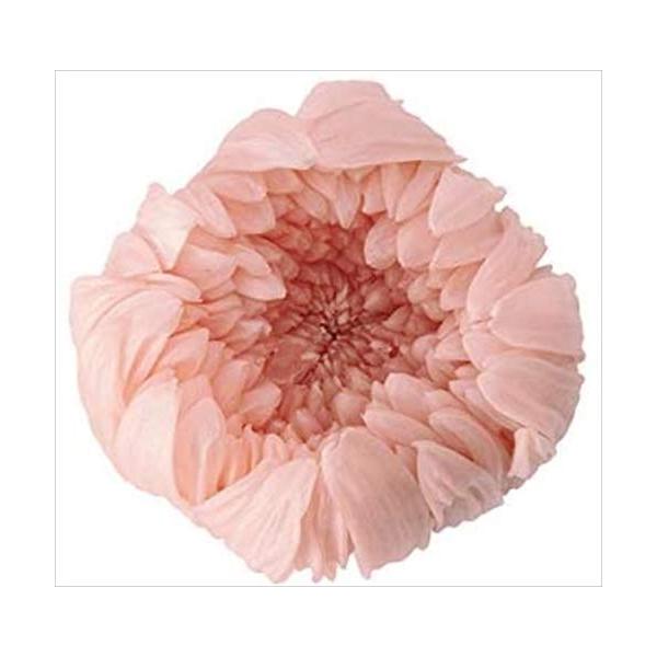 【商品概要】約花径4~5×H4~5.5cm主な素材:天然素材原産国:日本国プリザーブドフラワーフラワー(プリザーブド)染料が切り口や表面から漏れることがありますので、直射日光や湿気は避けてください。直射日光や高温多湿の場所は避けてください。...