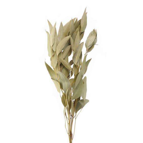【商品概要】約L60cm【商品説明】【商品詳細】ブランド：東京堂(Tokyodo)商品種別：ホーム＆キッチン商品名：コアトレーニング ドライフラワー　 ウィローユーカリ 約L60cm 1束30ｇ入 DE017604-zzz製造元：東京堂(T...