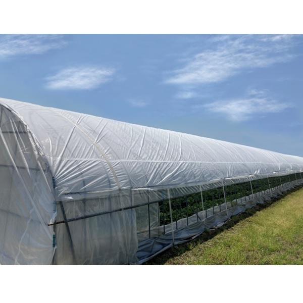 ・酸化チタン配合フィルムでより明るく！・熱融着だから目ズレやほつれしにくい。・遮光性と採光性を兼備。・葉物・果菜類・イチゴなどに最適です。こちらの商品は、出来上がりまでに1週間程度かかります。