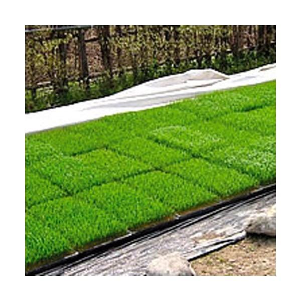 根を傷めず健苗ができます。軽く薄く、その上丈夫なため、くり返し使用できます。裸地と比較すると育苗箱の裏側に土や根が付きません。