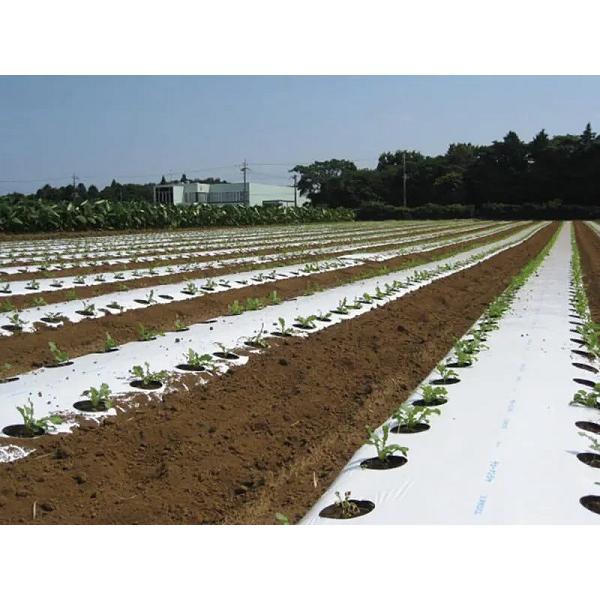 新素材・新技術で反射力を最大限高め、地温降下力が向上し、高温期での作物の根を痛めにくくします。強力な光反射＆地温抑制一般的な白黒マルチと比べ、盛夏期の地温（地下7.5cm計測）を約2℃も抑制し、根の高温障害（青枯れ病・根腐れ）を軽減。病害軽...