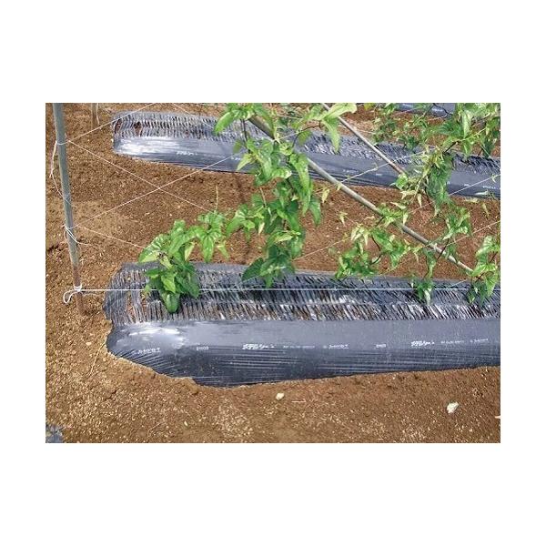 フィルムに細かな切れ目が一定の幅で帯状につけられたマルチ材。条播や点播、撒播をおこなった後マルチしてください。シードテープ用マルチフィルムとして最適です。メデル幅７０ｃｍ。条播、点播、撒播など、いずれにも対応できます。特にシードテープを用い...