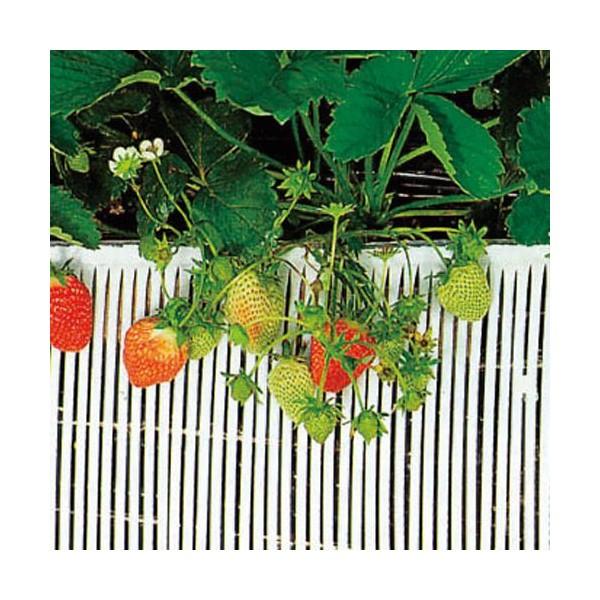 ・マルチフィルムの水、雨たハウスの天井からの水のしたたりなど、すべての水からいちごを完全隔離。腐敗から守ります。・水が原因の灰色カビ病にも悩まされません。・イチゴの裏側の色づきもよく、熟度を促進します。・敷くのも取り除くのも簡単。消毒も手軽...