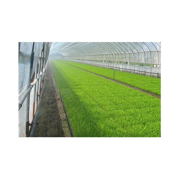 サイド灌水に最適です。水滴が霧状に分散し、ハウス内全体をまんべんなく、しかもやさしく灌水します。高く飛び上がらない散水の為、天井の低いハウスでもご使用できます。適用ハウス4.5〜6.0m散水には圧力計の設置を推薦します。なお、吊り具の取り付...