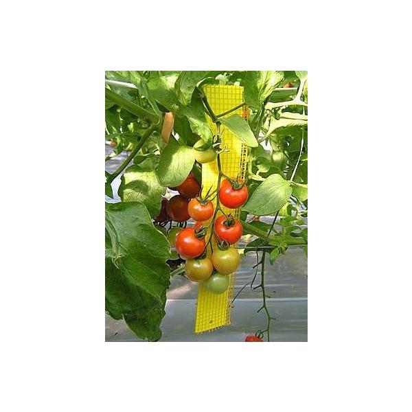 作物を害虫から守り、減農薬に役立つ新しい捕虫紙です。鮮やかな色で害虫を引き付ける安全無害の粘着式の『捕虫紙』で、取付けも簡単です。トルシーネット付は、リケイ紙をはがす手間がなくスピーディに作業することができます。・粘着が作物に付きにくいため...