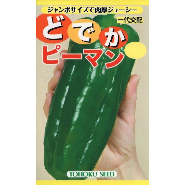 ピーマンの種　果実は長さ20cm以上になるジャンボサイズ。　暑さに強く、作りやすい。　生産地：インド　発芽率：80%以上　内容量：0.2ml