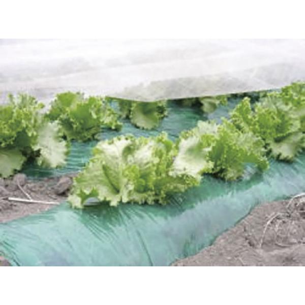 青、赤色光を抑えて雑草を抑制し、熱線を吸収します。雑草抑制・地温上昇のダブル効果が期待できます。6本セット。