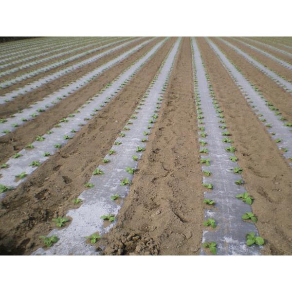 厚さ0.02mm×幅180cm×長さ200m　3本セット土が温まりやすく、保湿性あり！！透明マルチは黒マルチと比べ、光の吸収が良いので地温上昇効果が高いです。ポリエチレンを使用していますので、引張強度、伸び、耐候性等に優れています。一般的な...