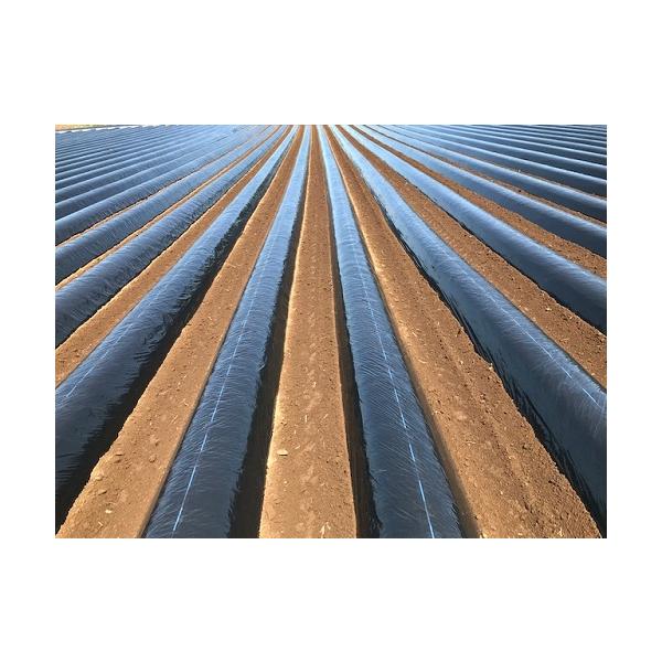 ・3本セット廃棄品を再生利用し、地球環境に配慮したマルチです・雑草の発芽を抑え除草の手間を省きます。・再生プラスチックが全プラスチック中の25%以上含まれています。・製品は法令および業界自主基準等に定められている重金属等の有害化学物質などを...