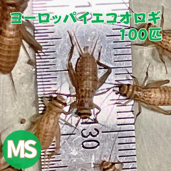 ・死着保証付き　生体到着時の死着には保証対応。安心してお買い求めいただけます。・年間14万件以上の出荷実績　国内トップクラスの出荷数で培ったノウハウと安定供給。・自社養殖による安定品質　常に新鮮なヨーロッパイエコオロギを、欠品を出さずに継続...