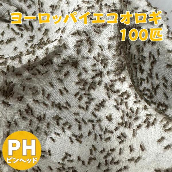 ・死着保証付き　生体到着時の死着には保証対応。安心してお買い求めいただけます。・年間14万件以上の出荷実績　国内トップクラスの出荷数で培ったノウハウと安定供給。・自社養殖による安定品質　常に新鮮なヨーロッパイエコオロギを、欠品を出さずに継続...