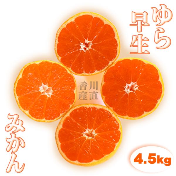 内容物みかん 由良 極早生 大小混合（2S〜2L玉） 約4.5kg出荷に関して12/14より出荷を開始いたします。（12/30頃（最終受付日））配送は宅急便（クロネコヤマト便）になります。発送後お客様にメールが届きますので、そちらをご確認下...