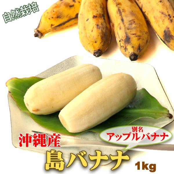 【発売日：2025年12月16日】高級な島バナナ。沖縄県南部糸満市と南城市に自然栽培。名称：果実産地：沖縄県品種：アップルバナナ（島バナナ）産年：令和7年産送料：無料収穫開始後、約5〜7日中の発送となります。全国一律で配送料は無料です。（ク...