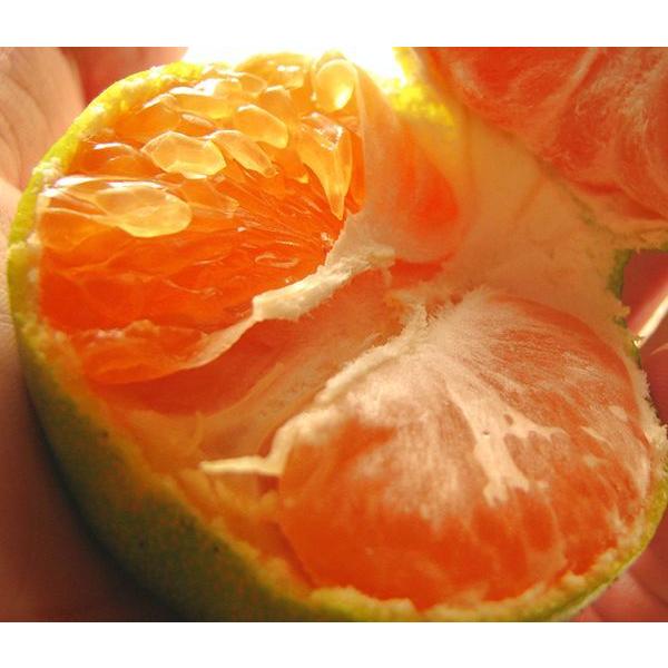 ◆極早生みかんあの運動会の時に食べる「甘酸っぱい」みかんですね。外皮も中の房の皮も薄くジューシーな特徴。極早生みかんのシーズンは10月いっぱい頃まで。※極早生の時期は特にお早目のお召し上がりがおススメです。色は黄色く色づき、甘さが増してくる...