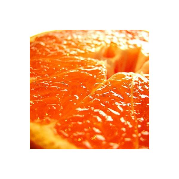 通称デコポン♪と呼ばれる柑橘ですね。一般に栽培はハウス栽培、露地栽培、品種は早生、晩生とありますが、中山さんの所は早生の「肥の豊（ひのゆたか）」と「M16」。◆2026年：今シーズンは全体量が少ない傾向です。◆送料別ご注文時、送料は安価な配...