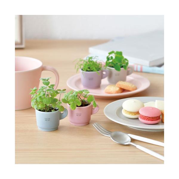 ◆手のひらサイズのミニマグでハーブを育てる栽培セット◆気分を変えてリフレッシュしたいあなたへ手のひらサイズのハーブを育ててひといきいれませんか？優しいペールトーンの4色からお気に入りのミニマグを選んで気分をアップ＆ハーブの香りでリラックスし...