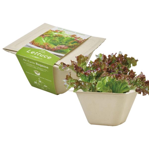 サトウキビの絞りカス「バガス」からできたエコ容器で野菜を育てる栽培セット。紙の原料を木材からバガスに置き換えることで、森林の保護に繋がります。栽培後も土に還ることができる、自然と調和した栽培セットです。インナーポットは、組み立て式。紙とフィ...