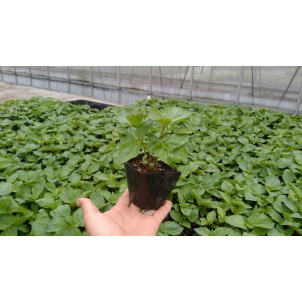 その独特の香りから、サラダ、スパゲッティ、天ぷら、和え物、刺身のつま、またドレッシングの味つけなとに幅広く使われています。 大葉は、カロテン、ビタミンB、カルシウム、カリウムなどの栄養素を非常に多く含んでおり、中でもβ―カロテンの含有量は野...