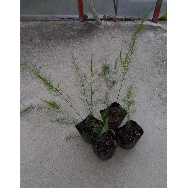 特長●栽培容易な早生種で、茎は太く、よくそろい、形状・先づまりともにすぐれる。●萌芽数は多く、収量性に富む。●グリーン収穫の場合、特に色や香りがよい。●ホワイト収穫にも適し、栽培の適応性は広い。本年2024春播種苗です