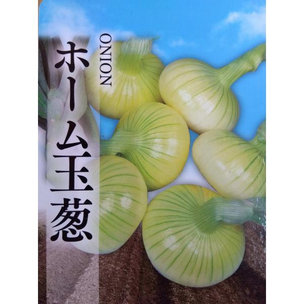 7月から10月ごろにプランター、畑に植え付けると11月から1月に新タマネギが収穫できます大小20個でお送りいたします