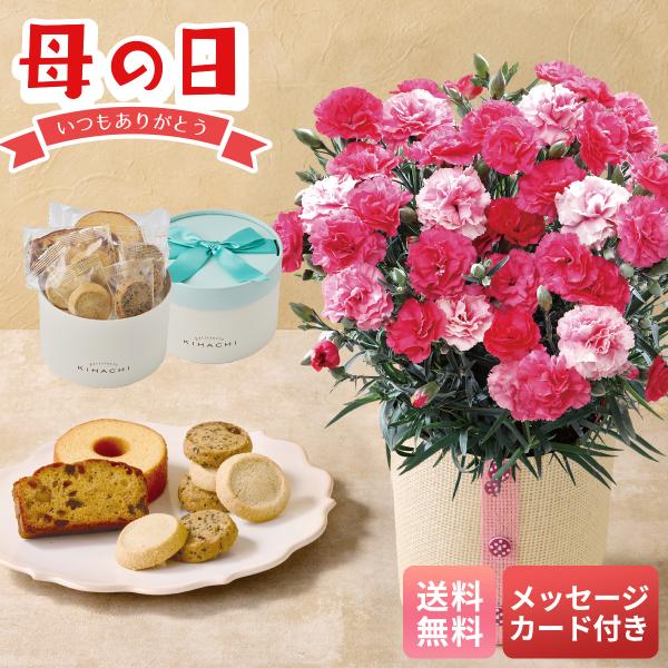 ●内容量：カーネーション5号鉢、バスケット、お手入れのしおり、アソートBOX（黒胡麻と黒糖クッキー×3・バニラクッキー×3・バームクーヘン プレーン・ケークアングレ）  商品サイズ：幅約15cm×高さ約30cm　●賞味期限：出荷後45日　●...