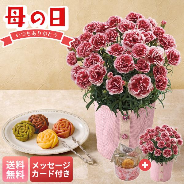 ●内容量：カーネーション5号鉢、バスケット、お手入れのしおり、バラのフィナンシェ（フランボワーズ・抹茶・アプリコット・ダブルショコラ）  商品サイズ：幅約15cm×高さ約30cm　●賞味期限：製造後30日　●配送地域：離島不可　●包装形態：...