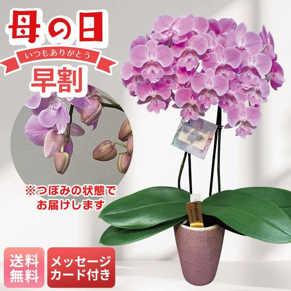 ●内容量：3号鉢、陶器鉢、お手入れのしおり 商品サイズ：幅約9cm×高さ約45cm  ※つぼみを含んだ状態でお届け。　●賞味期限：-　●配送地域：離島不可　●包装形態：包装不可　●配送方法：常温　●運送便：ヤマト便　●型番：MC37-5　●...