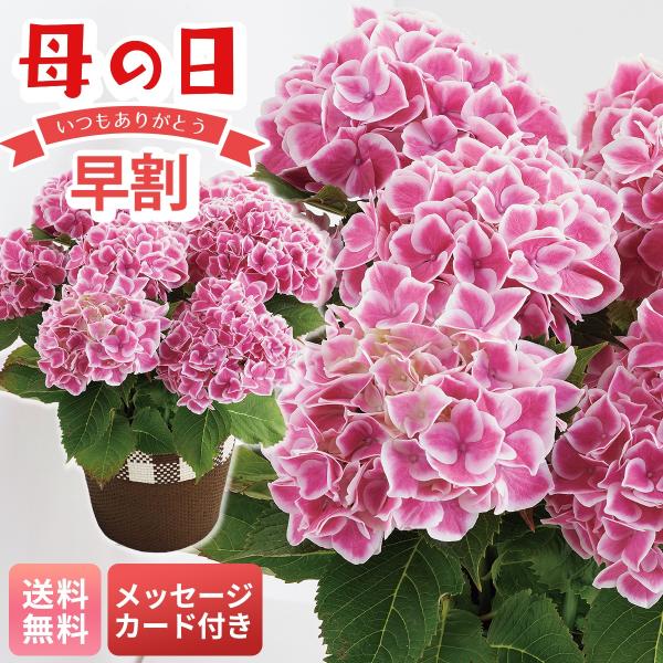 ●内容量：5号鉢、バスケット、お手入れのしおり 商品サイズ：幅約15cm×高さ40cm　●賞味期限：-　●配送地域：離島不可　●包装形態：包装不可　●配送方法：常温　●運送便：ヤマト便　●型番：MC37-6　●商品番号：81019　●JAN...