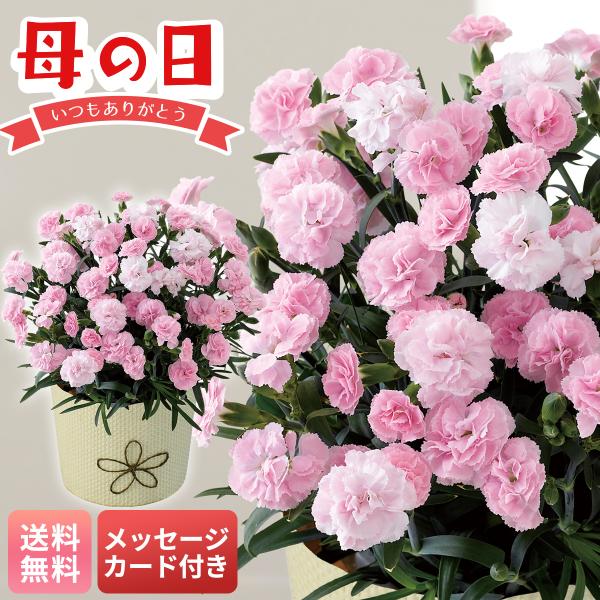 ●内容量：5号鉢、バスケット、お手入れのしおり 商品サイズ：幅約15cm×高さ約30cm　●賞味期限：-　●配送地域：離島不可　●包装形態：包装不可　●配送方法：常温　●運送便：ヤマト便　●型番：MC37-7　●商品番号：81014　●JA...