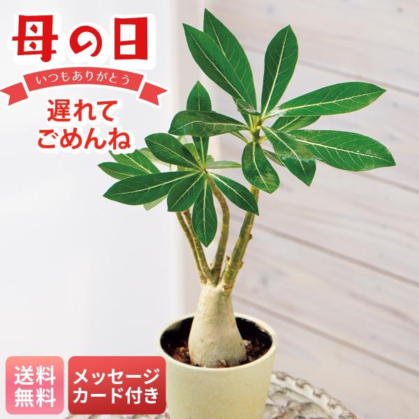 ●内容量：バンブーファイバー3号鉢、お手入れのしおり 商品サイズ:幅約9cm×高さ約30cm　●賞味期限：-　●配送地域：離島不可　●包装形態：包装不可　●配送方法：常温　●運送便：ヤマト便　●型番：MCA37-1　●商品番号：81031　...