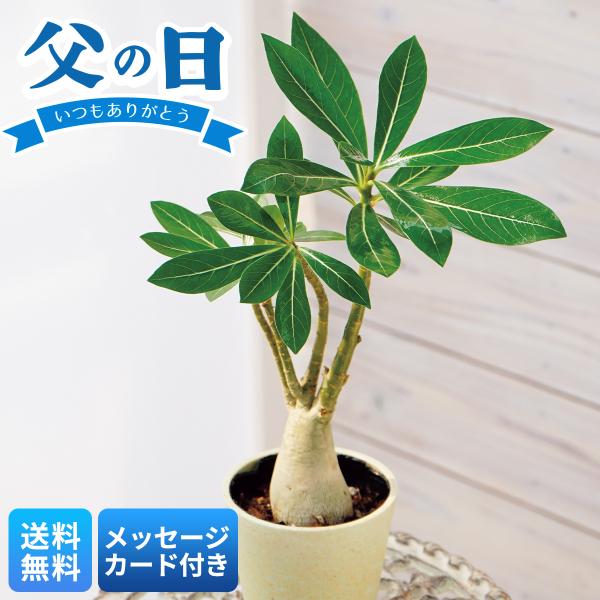 ●内容量：バンブーファイバー3号鉢、お手入れのしおり  商品サイズ:幅約9cm×高さ約30cm　●配送地域：離島不可　●包装形態：包装不可　●配送方法：常温　●運送便：ヤマト便　●型番：MCA37-1　●商品番号：91002　●JAN：45...