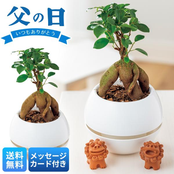 ●内容量：白カプセル5号鉢、シーサー×2、お手入れのしおり  商品サイズ：幅約15cm×高さ約20cm　●配送地域：離島不可　●包装形態：包装不可　●配送方法：常温　●運送便：ヤマト便　●型番：MFY37-2　●商品番号：91001　●JA...
