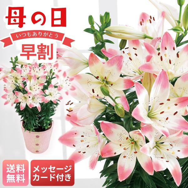 ●内容量：5.5号鉢、バスケット、お手入れのしおり 商品サイズ：幅約16.5cm×高さ約45cm   ※つぼみの状態でお届け。　●賞味期限：-　●配送地域：離島不可　●包装形態：包装不可　●配送方法：常温　●運送便：ヤマト便　●型番：MR3...