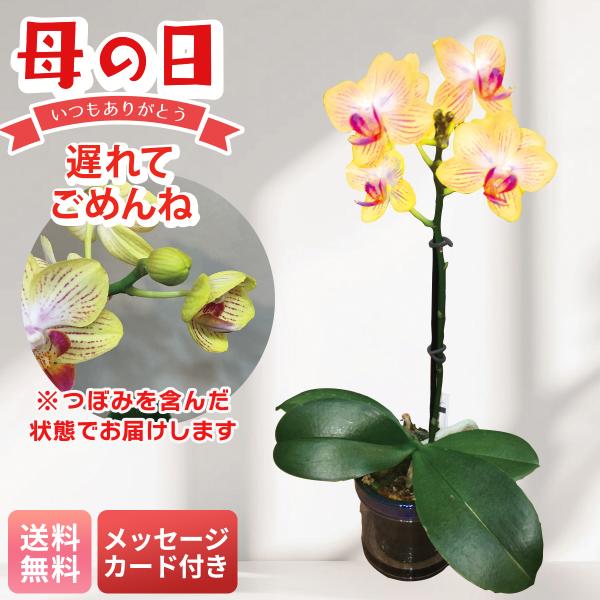 ●内容量：2.5号鉢、アクアポット、お手入れのしおり 商品サイズ：幅約7.5cm×高さ約28cm  ※つぼみを含んだ状態でお届け。　●賞味期限：-　●配送地域：離島不可　●包装形態：包装不可　●配送方法：常温　●運送便：ヤマト便　●型番：M...