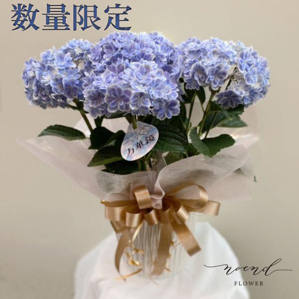 島根県オリジナル品種　万華鏡ブルー５号鉢です。グラデーションが美しい人気品種になります。【母の日ギフト仕様でお届けします】鉢カバー、ラッピング、オリジナル母の日カード、万華鏡お手入れ方法説明書(フリーメッセージは承れません。ご了承くださいま...