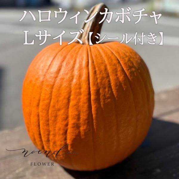 ハロウィンかぼちゃLサイズをお届けいたします。オータムオレンジ１ヶ月以上飾っておくことができますのでお早目にどうぞ！かぼちゃをくりぬいて楽しむこともできますが、くり抜いた部分は腐りやすくなりますのでご注意ください。顔シールも一緒にお届けしま...
