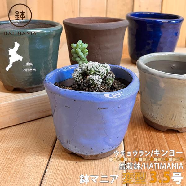 ● 商品名：HATIMANIA 鉢マニア  ウチョウラン キンヨー 3.5号●商品名：HATIMANIA 萬古焼 3.5号 変型ウチョウラン鉢●生産地：三重県四日市市●サイズ：約Φ11cm・高さ9cm●仕様：萬古焼●検索キーワード三重県 国...