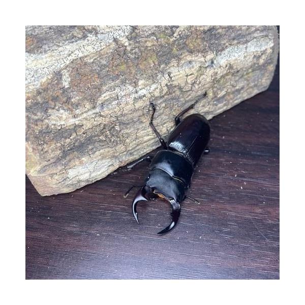 生体名：オオクワガタ学　名：Dorcus hopei binodulosus産　地：不明累　代：CBF1 26/6/上旬〜サイズ：フリー※ビックリすほど小さいです。状　態：引き渡し前に検品致しますが、符節取れ、多少のディンプル等ある場合があ...