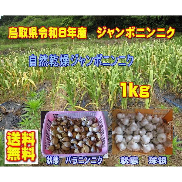 【発売日：2026年07月14日】鳥取県令和8年産ジャンボニンニク1ｋｇ  自然乾燥　条件付き送料無料鳥取県令和8年産ジャンボニンニク1ｋｇ　（大小混合）ジャンボニンニク種球としてもお使いください。鳥取県福部町で採れたにんにくです。6月中旬...